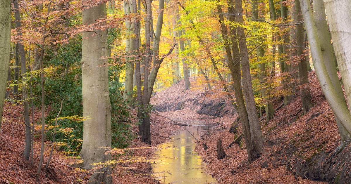Rheine im Herbst; met Truus noar ’n Pruus | Enschede | Tubantia.nl
