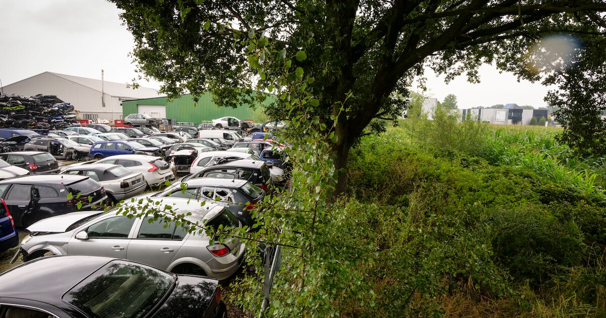 Hoe een perceel met mais de oplossing is voor de groei van twee ...