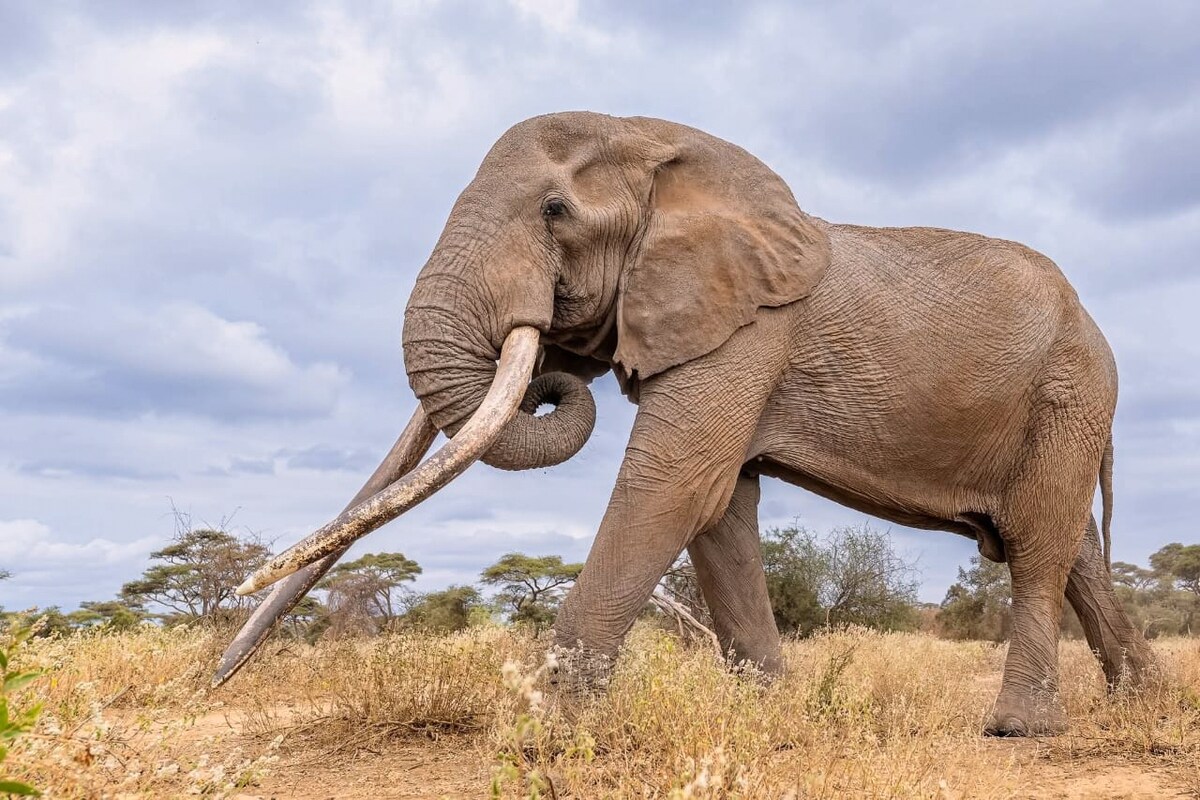 Beroemde olifant Craig overleden in nationaal park in Kenia: ‘Icoon ...