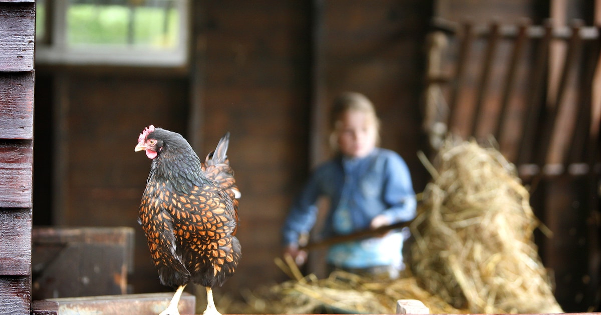 Dwangsom dreigt voor kraaiende hanen in woonwijk Den Ham: ‘200 kippen ...