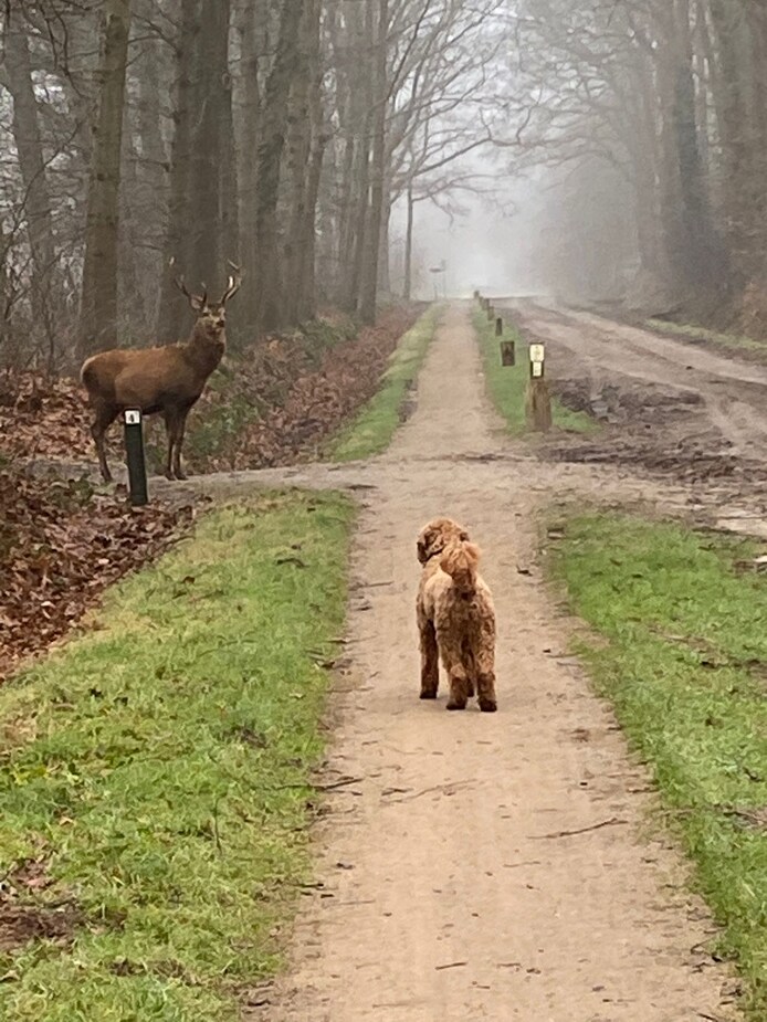 Edelhert stiekem op avontuur in buitengebied Delden: ‘Dat maakt wel ...