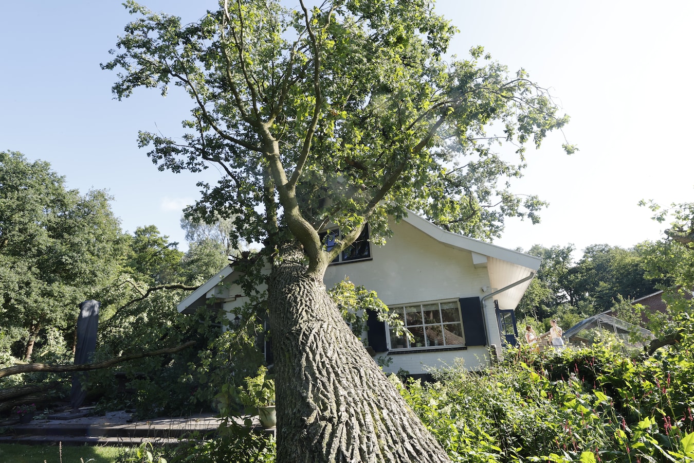 Boom viel op dit huis tijdens storm, weken later houdt zeil de regen ...