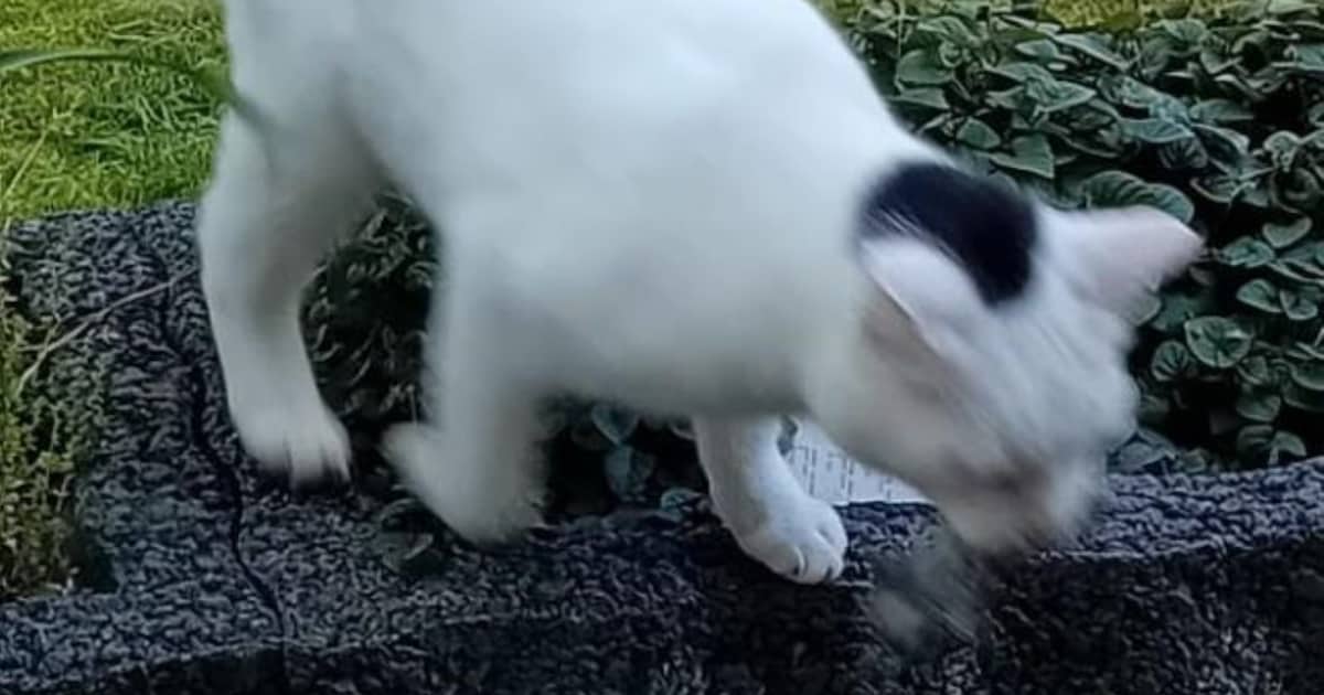 Heb jij Otje, Pip of Poes gezien? Deze drie huisdieren worden in ...