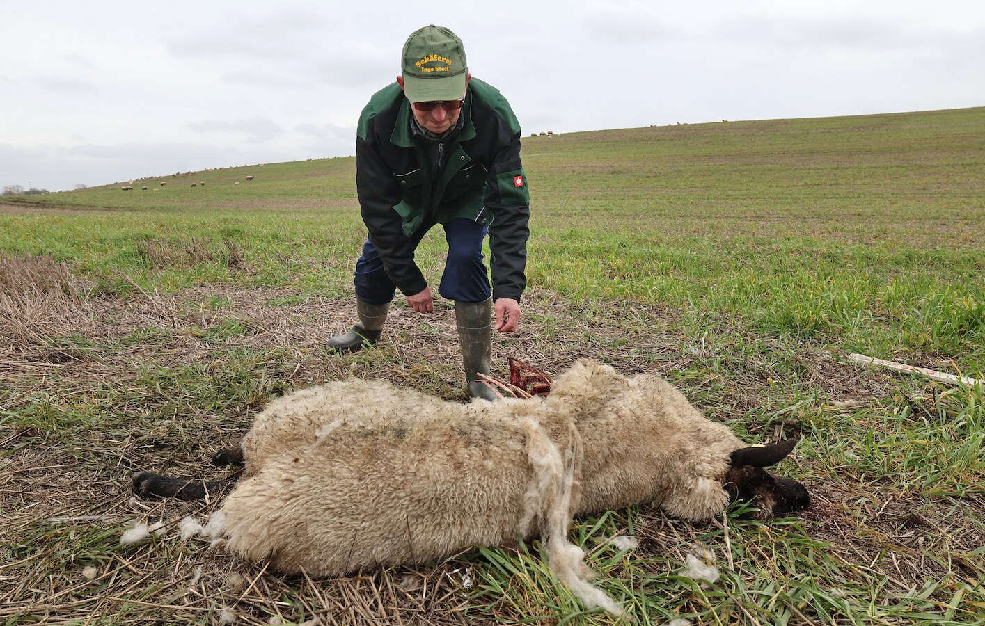 Afschieten wolven was voor onze oosterburen duivels dilemma, maar ...