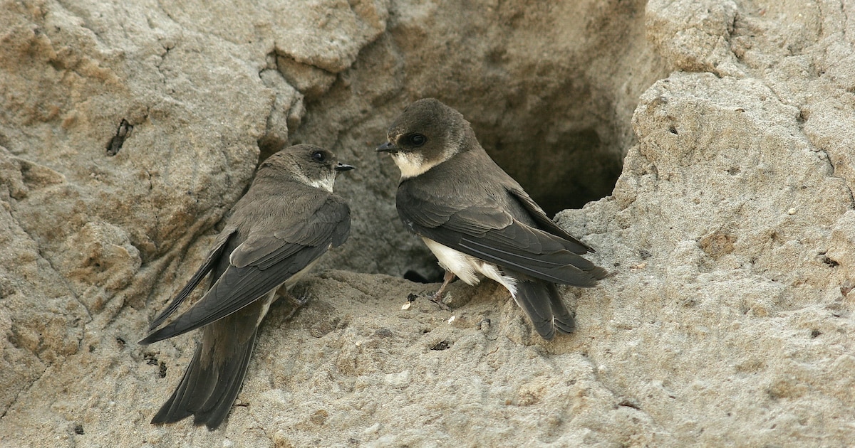Eindelijk terug uit Afrika laten de zwaluwen zich zien in Twente en ...
