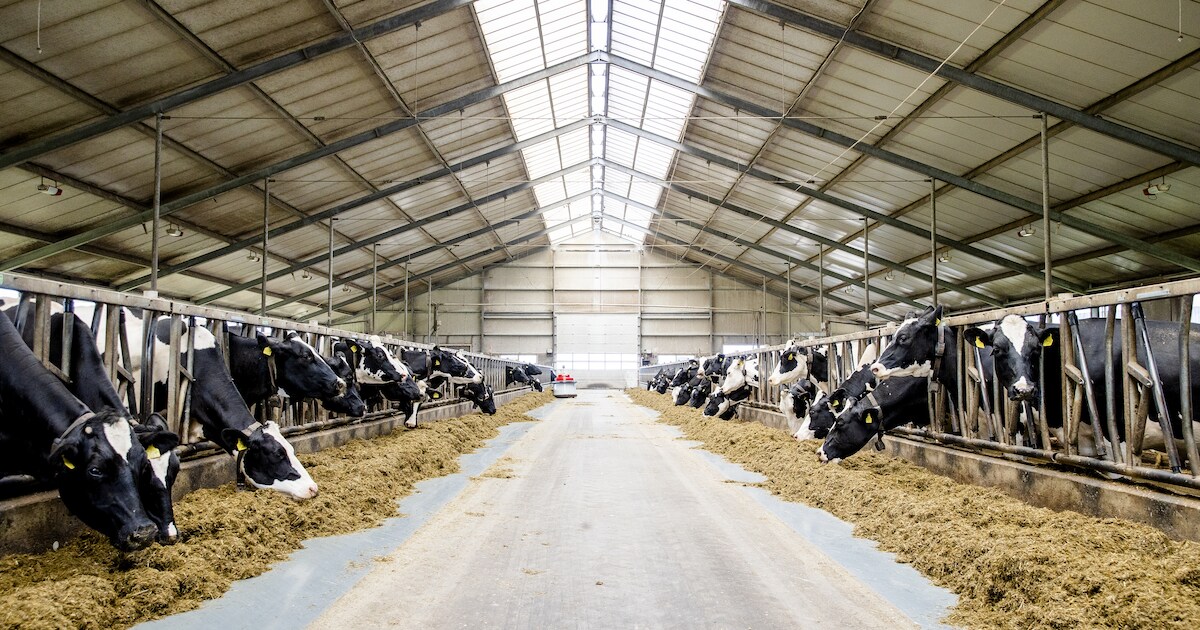 Boeren opnieuw in onzekerheid: Overijssel dreigt met dwangsommen voor meer dan twintig bedrijven ...