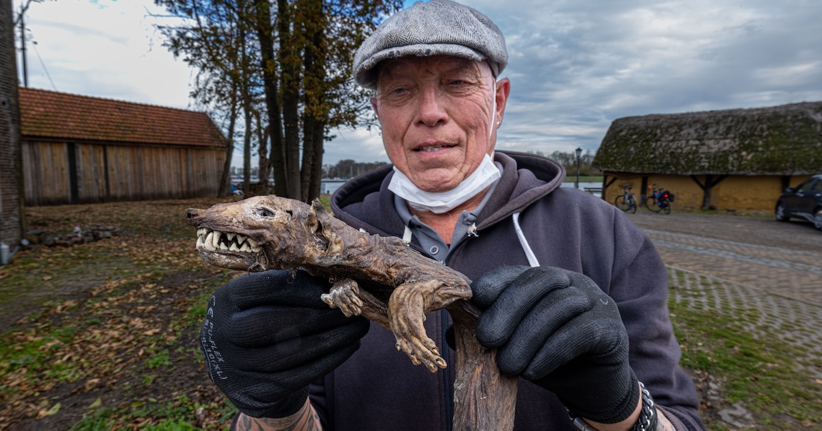 Hans (67) denkt hout te zien liggen, totdat hij beter kijkt: 'Toen zag ...