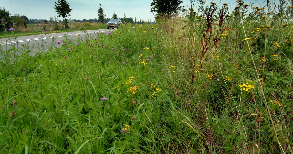 Geen bomen nodig: papier uit bermgras is duurzaam, circulair en lokaal ...