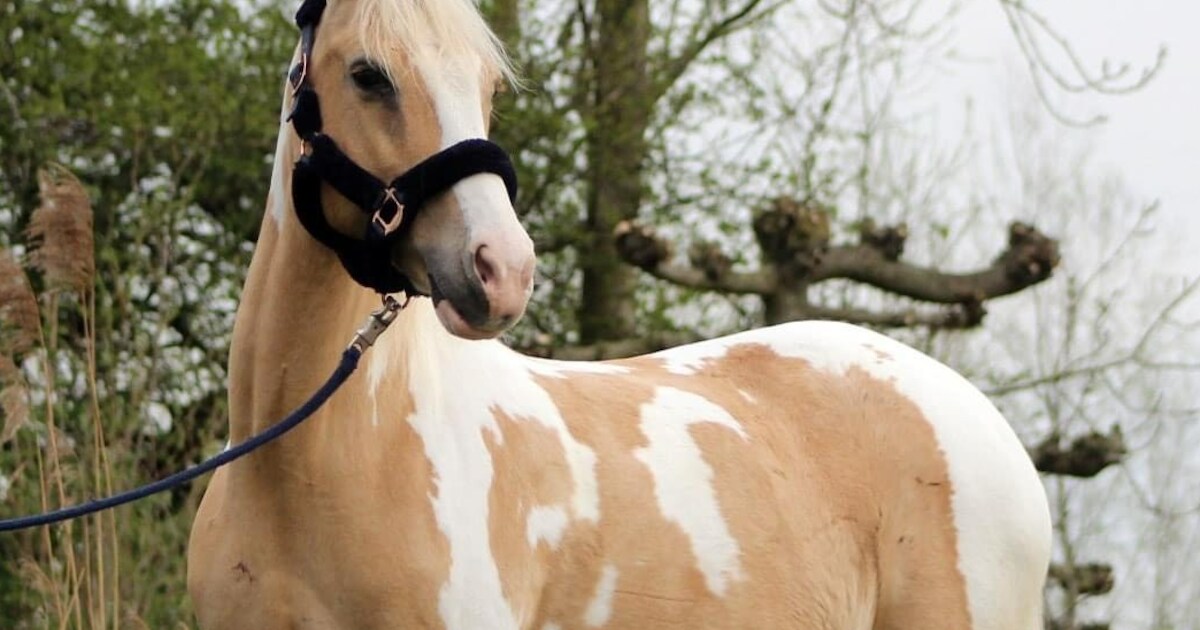 Valse, kreupele pony moet terug, Rijssenaren hebben ook recht op ...