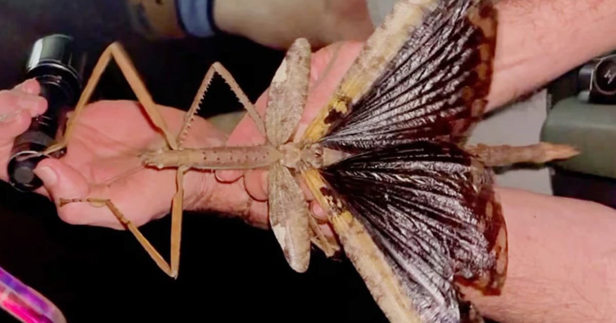 Nieuwe soort wandelende tak is mogelijk het zwaarste insect dat ooit in ...