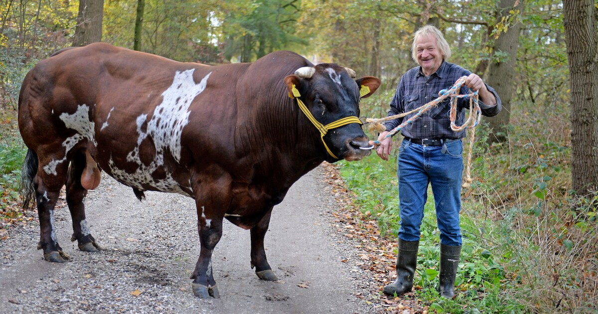 Guus uit Geesteren mag zich de beste stier van Nederland noemen ...