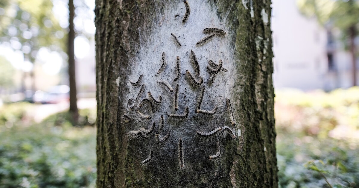 Meldpunt processierups: jeuk, infecties en overlast | Home | tubantia.nl