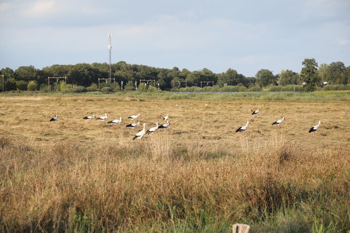 Bijzonder fenomeen: weiland vol met ooievaars | Rijssen-Holten ...