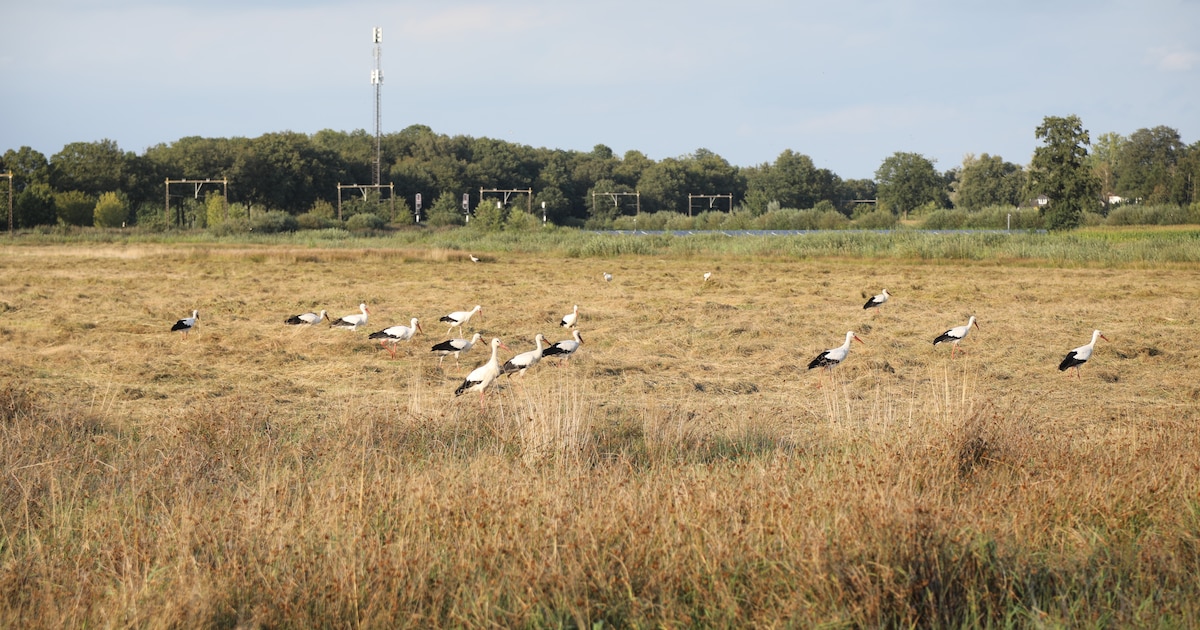 Bijzonder fenomeen: weiland vol met ooievaars | Regio | Tubantia.nl