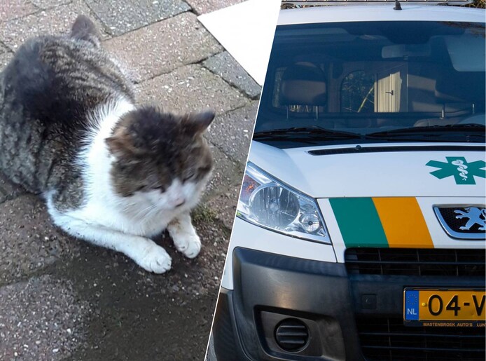 Onverklaarbaar veel katten met schuim om de bek in Diepenheim: ‘Dat kan ...