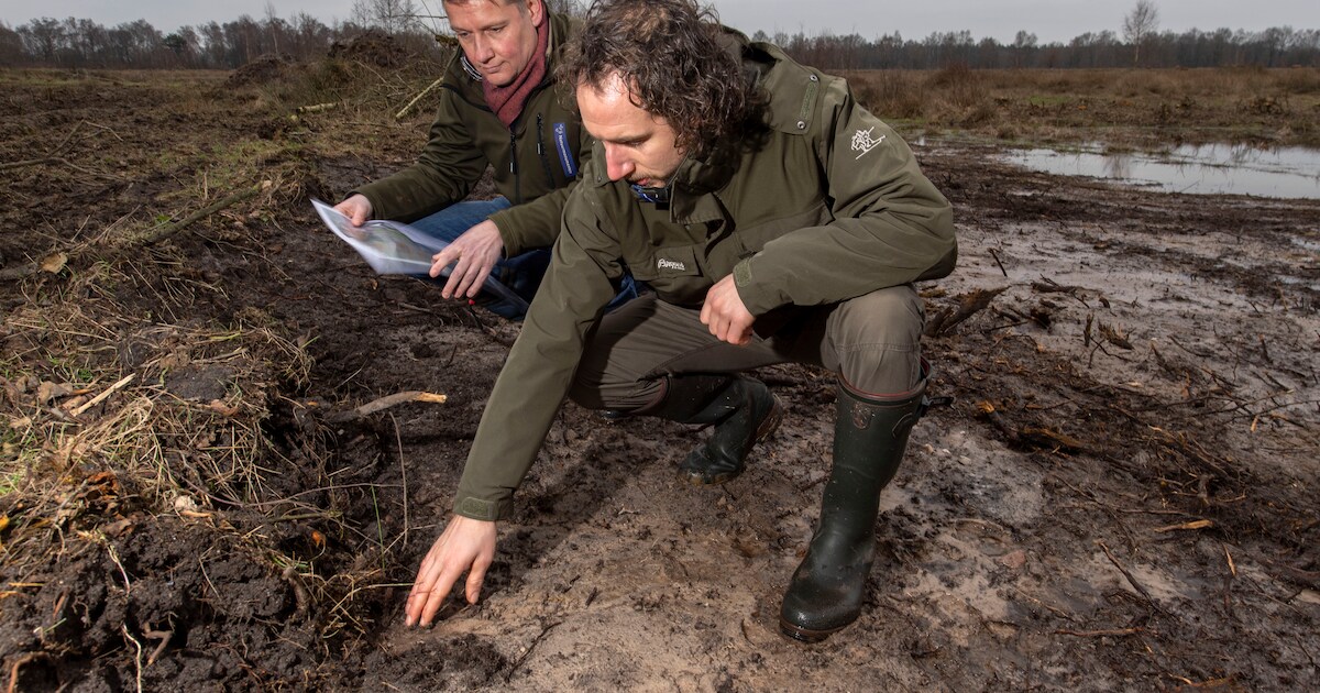 Wetenschap­pers onderzoe­ken kroonju­weel in Twentse natuur: redt het ...