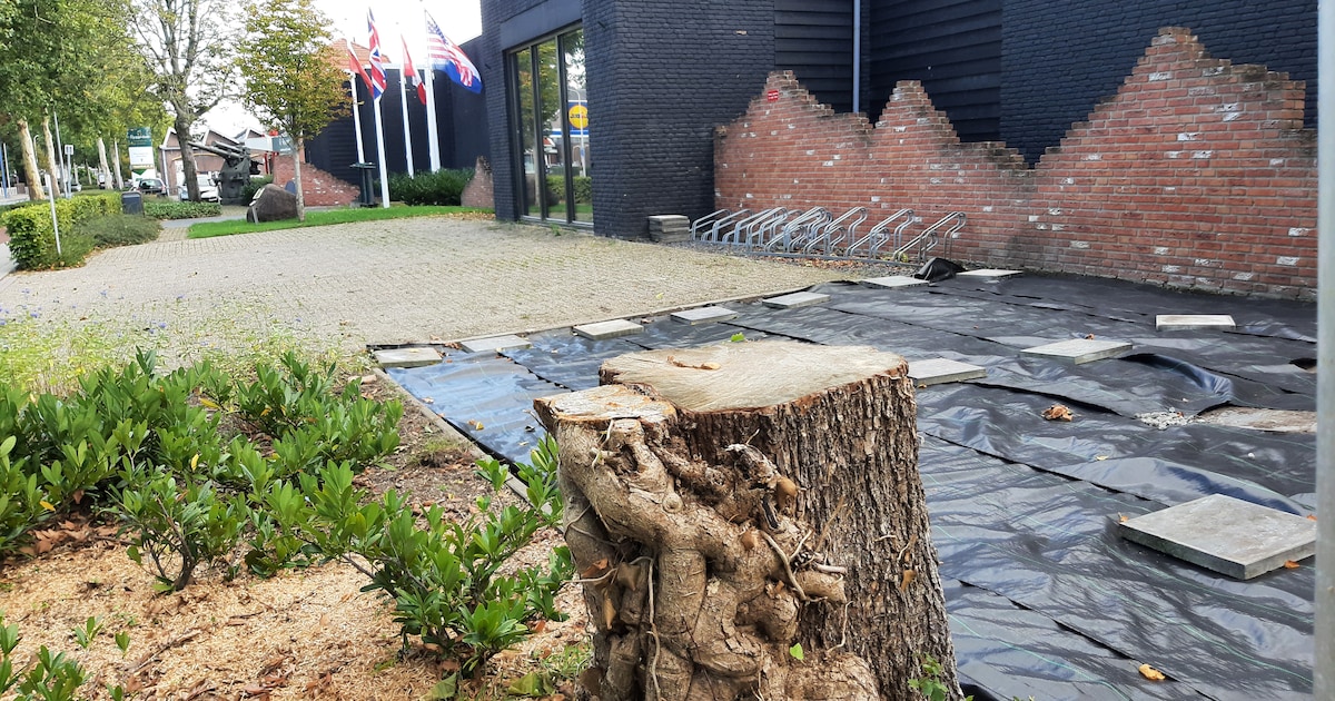 Opnieuw verdwijnt bijzondere boom uit straatbeeld Nijverdal ...