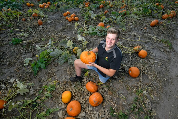 Weiland vol pompoenen in Bornerbroek: Gerben heeft dit jaar twee ...