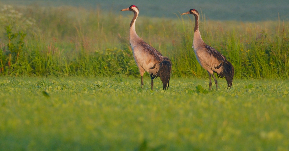 Vogelexcursie in het Wierdense Veld start morgen | Hellendoorn ...
