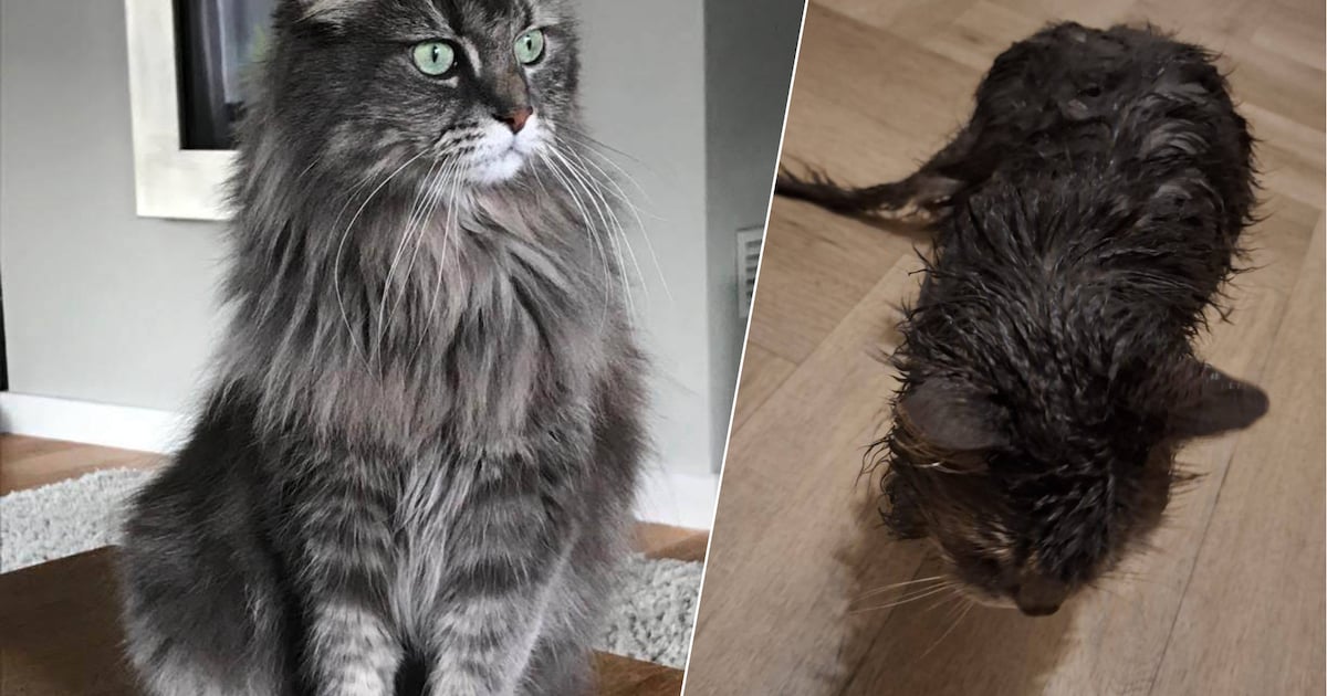 Hoe is Muis zo vies geworden? Na dagen vermist te zijn duikt de poes ...