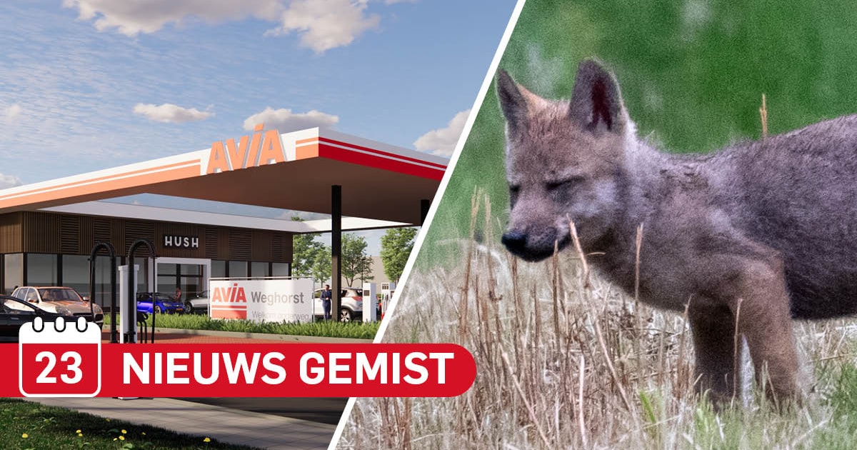 Gemist? Dit is het nieuwe paradepaardje van Avia Weghorst & Patrick ...