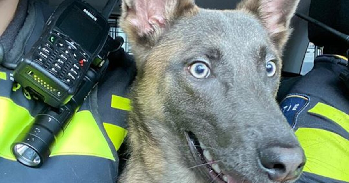 Luchtig nieuws: hond krijgt lift in politieauto & KFC-medewerkers ...