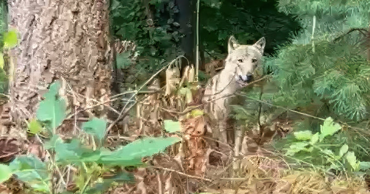 Voor het eerst wolf doodgeschoten op Utrechtse Heuvelrug, mogelijk gaat ...