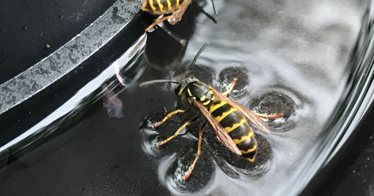 Twentenaren blijken opvallend wespvriendelijk: ‘Dankzij Enschede weten ...