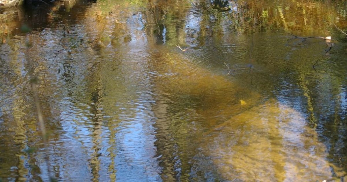 Bas Slatman wil watermolen herbouwen | Regio | Tubantia.nl