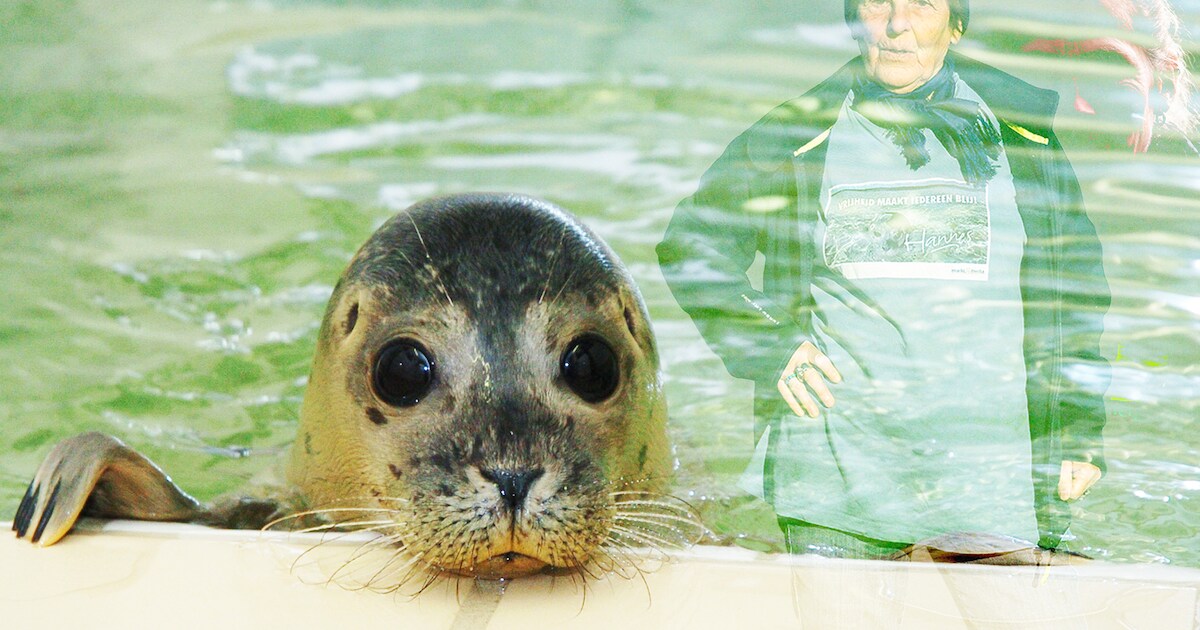Hoe het mysterie rond zeehond Hannes na 20 jaar werd ontrafeld: ‘Geen ...