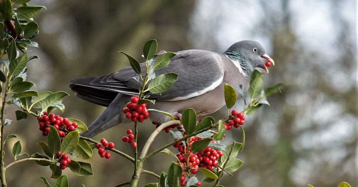 De massale trek van de houtduiven, een spectaculair fenomeen in Twente ...