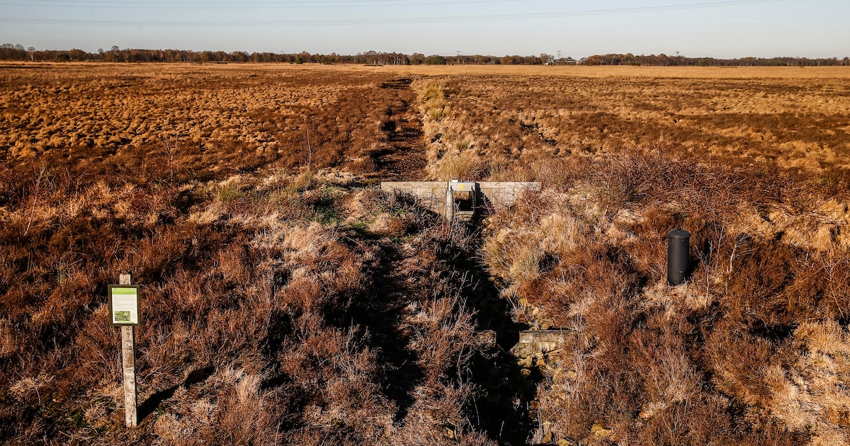 Opnieuw grootschalig herstel van veenputten op het Wierdense Veld ...