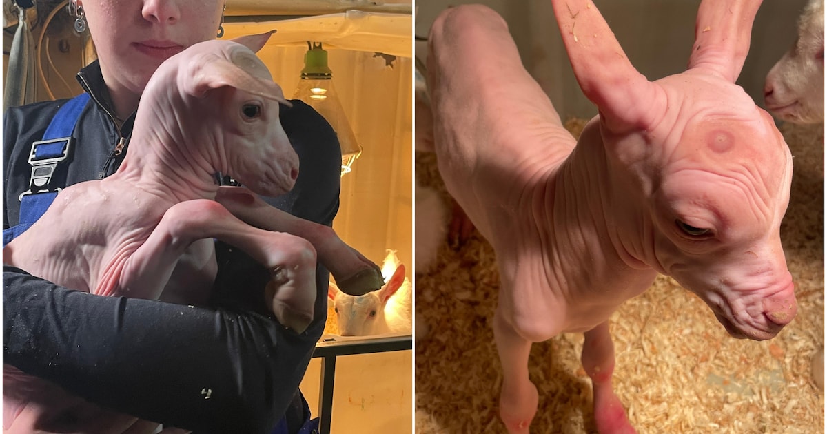 Poedelnaakt geitje geboren in Enschede: ‘Alsof je rubber aait ...