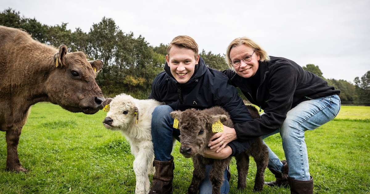 Tweelingkalfjes geboren in Oldenzaal, maar: ‘De tweede is niet wit ...