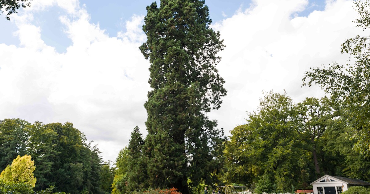 Mammoetboom in Enschede op slag de oudste van Nederland, 24 jaar ouder ...