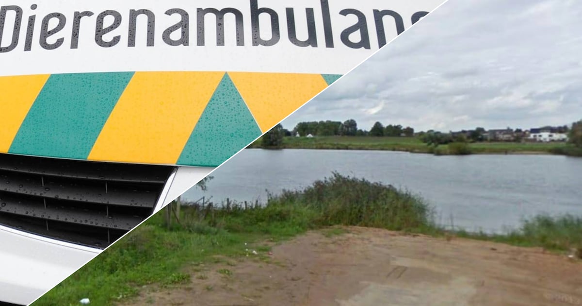 Visuitje eindigt in ‘horror’: vissers hengelen dode puppy’s met ...