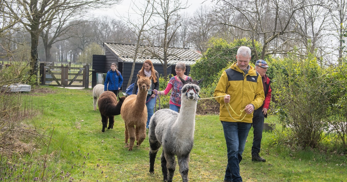 Ze spugen wel, maar alleen naar elkaar: ‘Alpaca’s zijn heel lieve ...