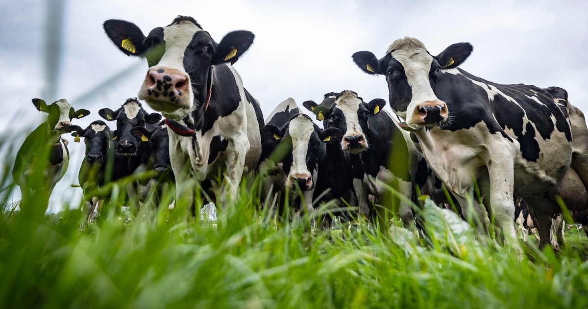 Gras met smaakje voor koe, schoner water voor natuur en nieuw inkomen ...