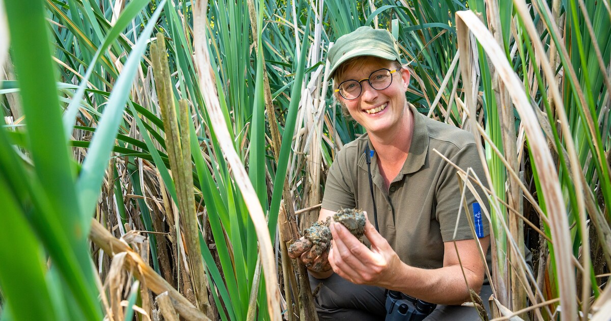 Boswachter Annemieke werkt in walhalla van kamsalamander: ‘Het zijn ...