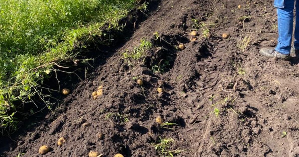 Aardappelen rapen zoals dat vroeger ging: jeugd in Luttenberg moet aan ...