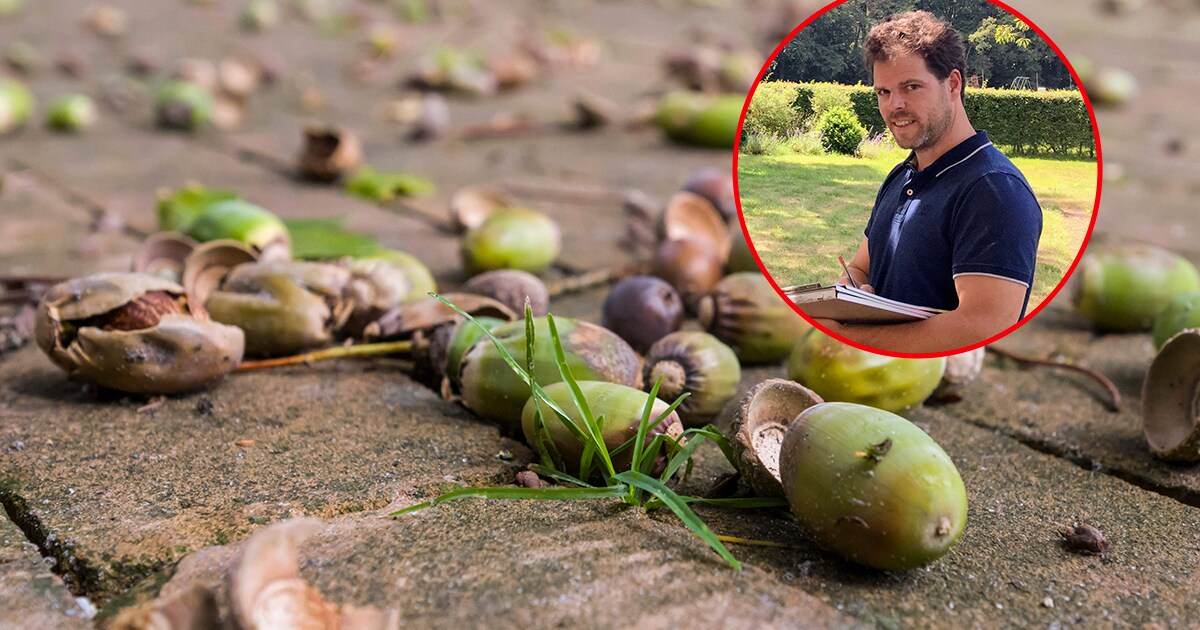 Veel eikels in je tuin? Dit moet je doen | Hof van Twente | Tubantia.nl