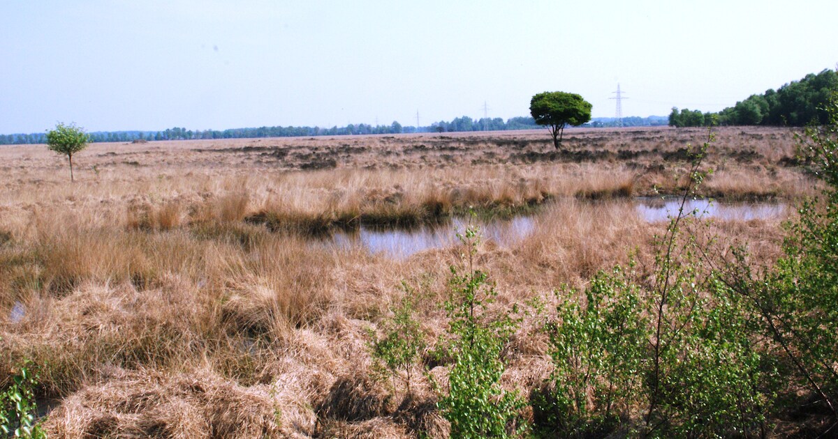 Behoud van 125m² hoogveen op Wierdense Veld kost liefst 39,5 miljoen ...