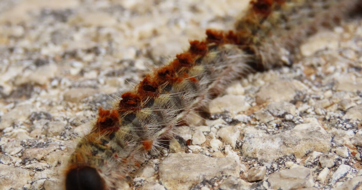 Dennenprocessierups komt naar Nederland (is er misschien zelfs al) en jeukt nog erger ...