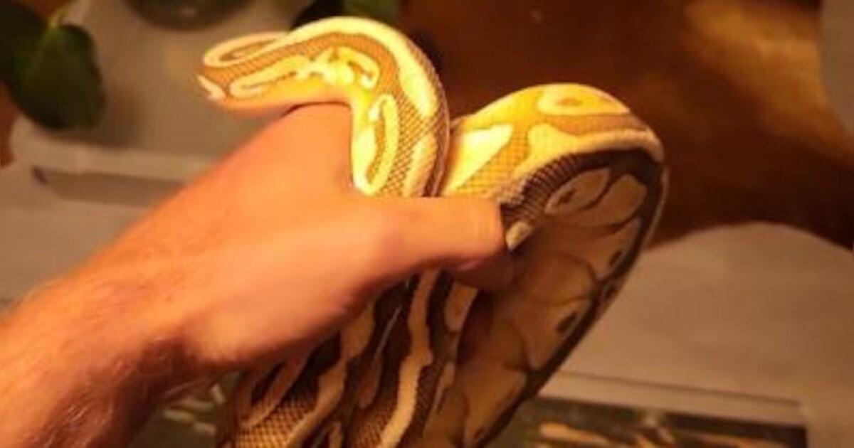 Nijverdallers kunnen weer met een gerust hart naar bed: ‘De vermiste ...