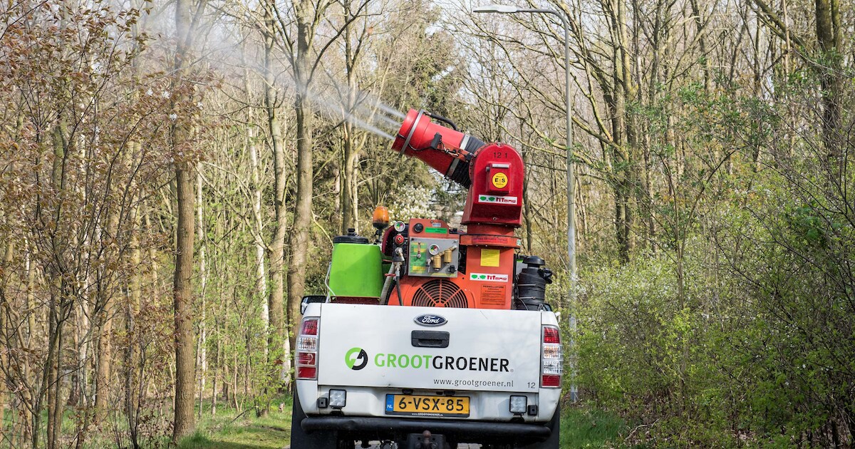 Eikenprocessierups maakt dit jaar geen schijn van kans met nieuw aanvalsplan in Hengelo ...