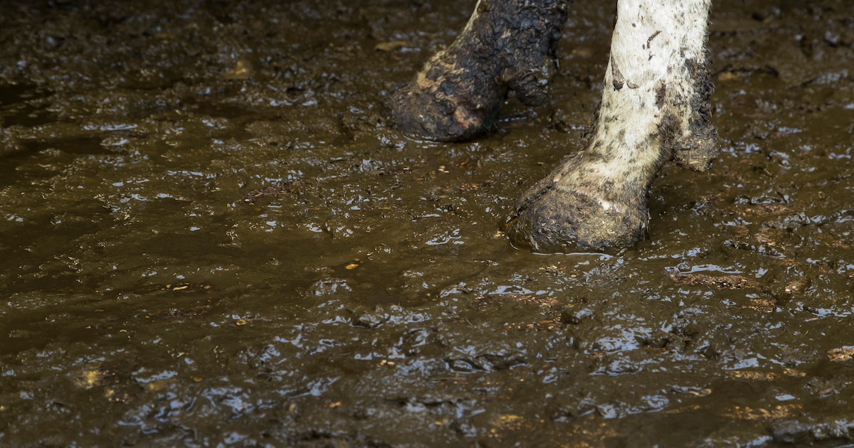 Thijs (20) uit Hoge Hexel sloeg bejaarde plaatsgenoot tot bloedens toe ...