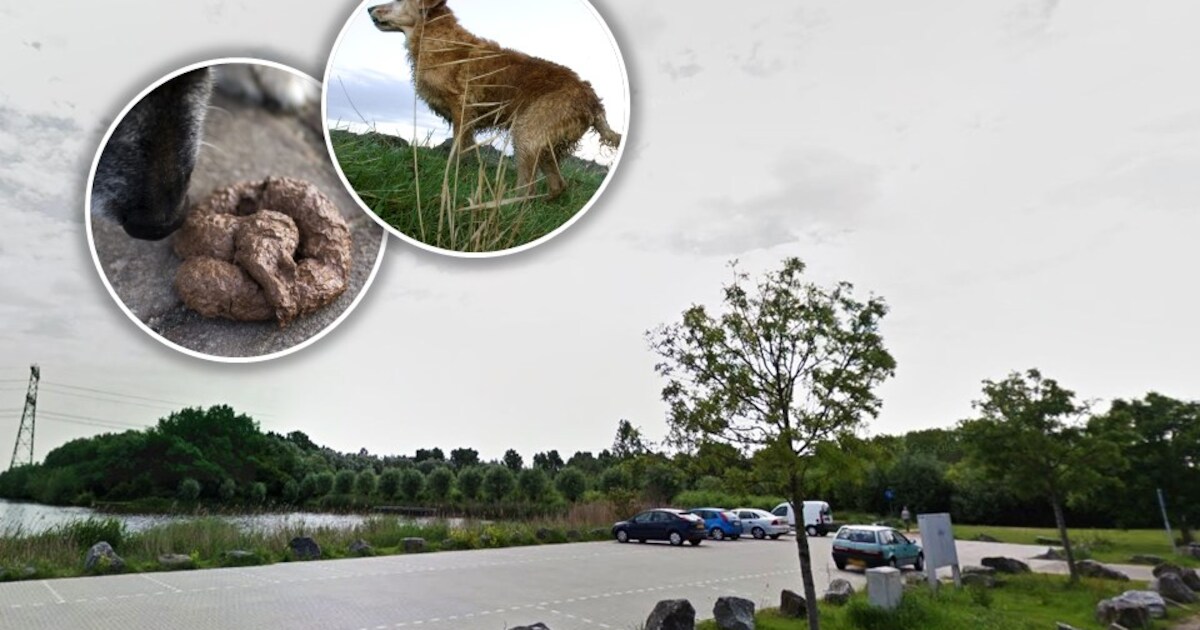 Hond raakt onwel na eten van menselijke poep in park | Nieuws | Tubantia.nl