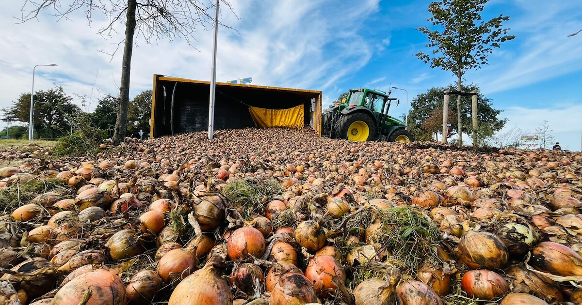 Berm vol uien door gekantelde aanhanger op rotonde bij Neede | Berkelland | tubantia.nl