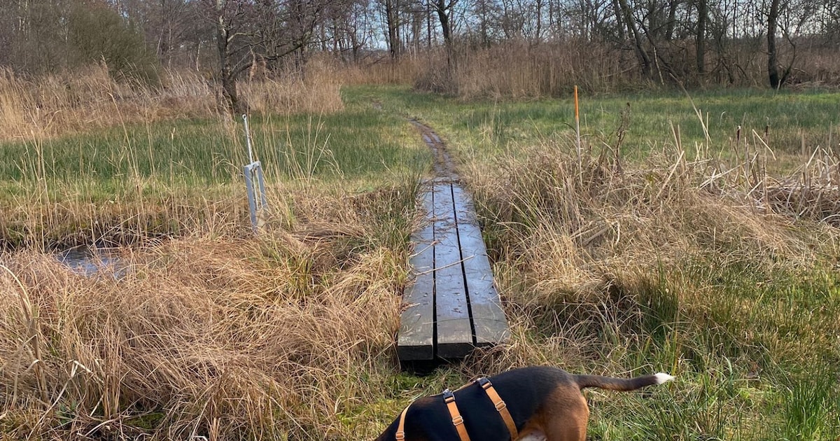Heb jij Scout gezien? Dit huisdier wordt in Enschede vermist | Enschede ...