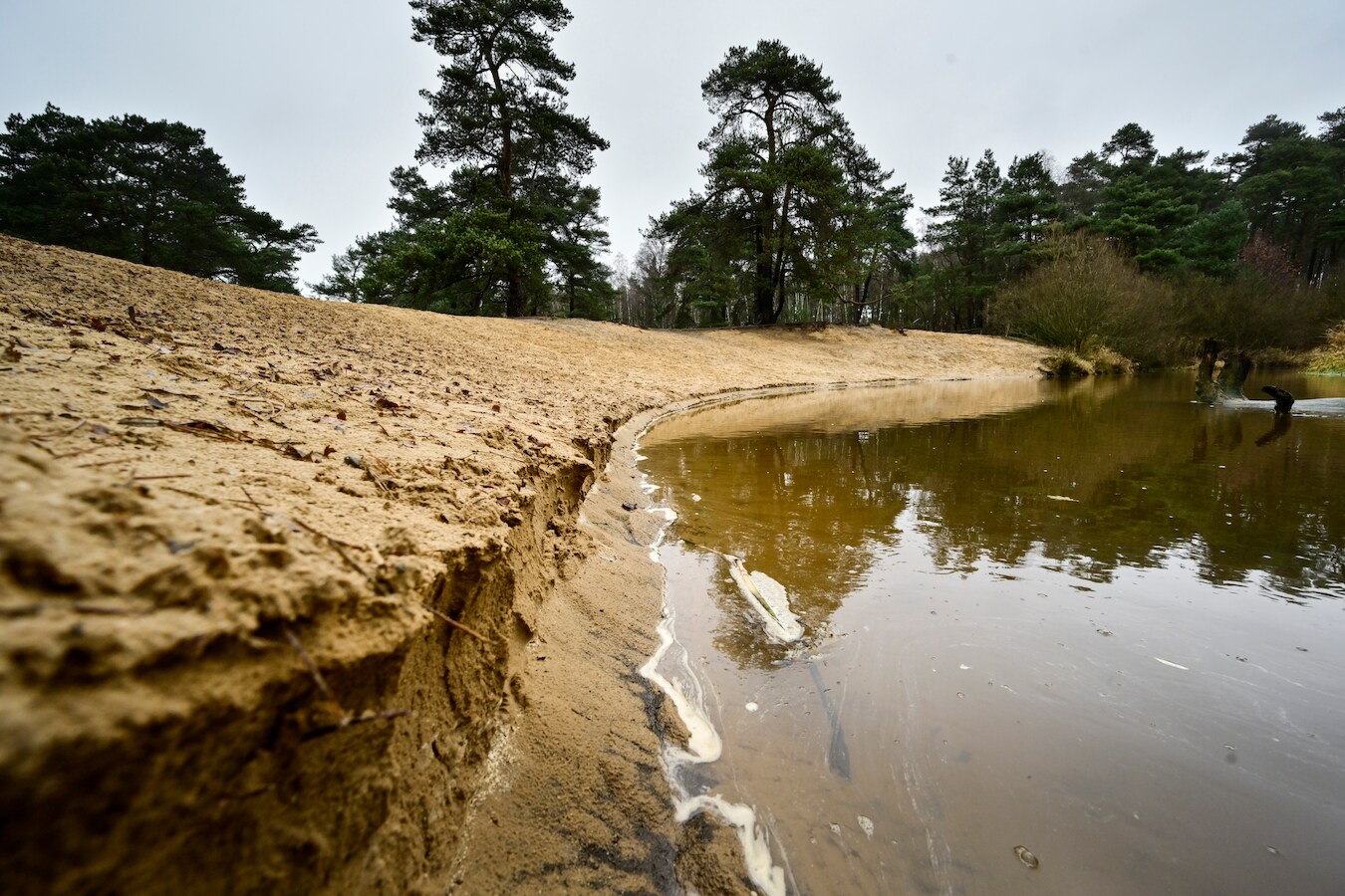 Everglades in Florida? Nee, dit magische plekje vind je gewoon in ...